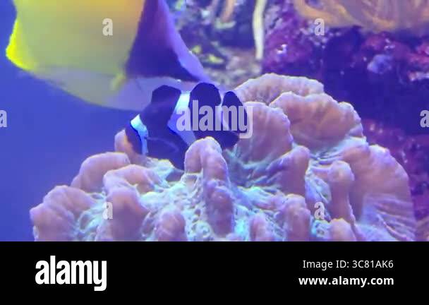 Saddleback clownfish, Saddleback anemonefish, and its host anemone at ...