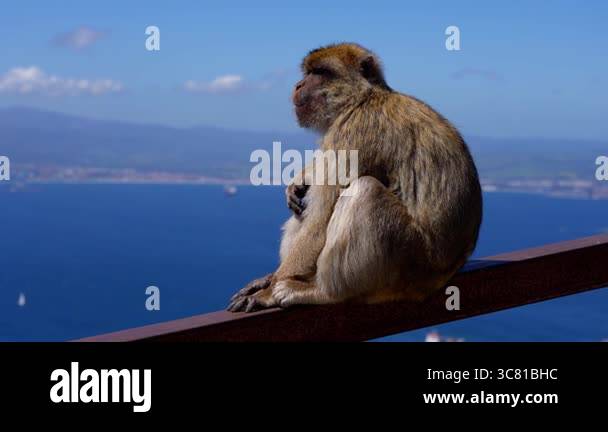 Barbary ape sitting on a metal railing looking at the sea and the ...