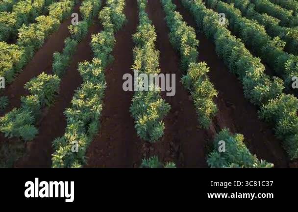 Aerial video documentation of a field cultivated with broad beans using ...