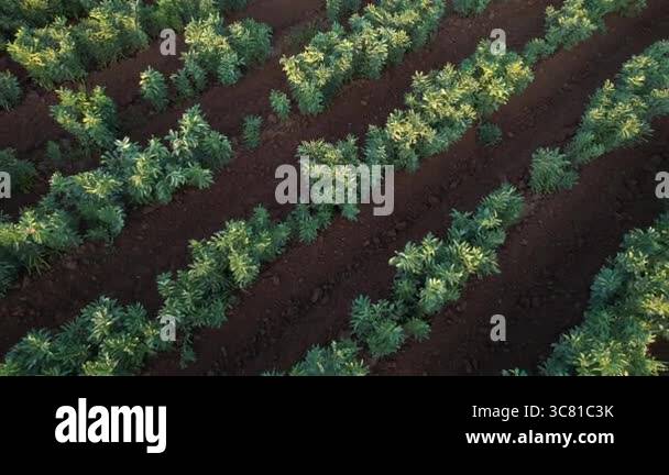 Aerial video documentation of a field cultivated with broad beans using ...