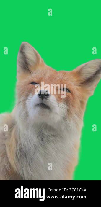 Realistic Red Fox Animal Footage with Green Screen for Editing Stock ...