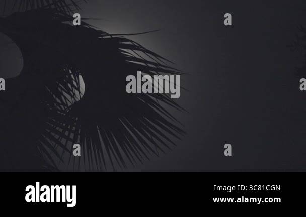 Victoria Falls, Zimbabwe - April 12, 2025: The full moon beyone a palm ...