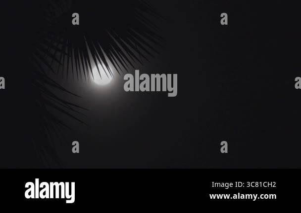 Victoria Falls, Zimbabwe - April 12, 2025: The full moon beyone a palm ...