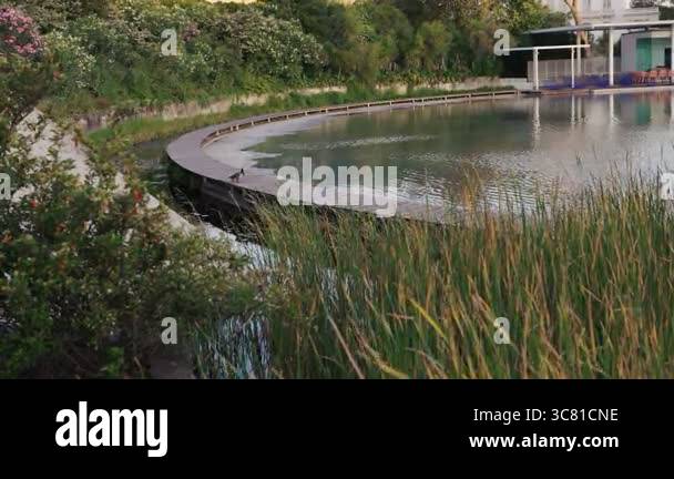 A tranquil pond surrounded by lush vegetation and blooming jacaranda ...
