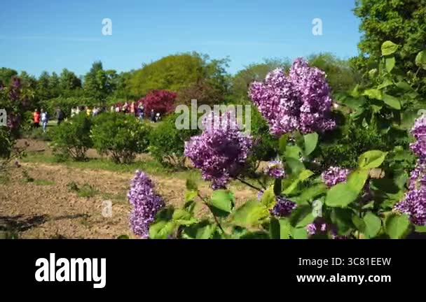 Purple lilac flowers dominate the foreground, their petals moving ...