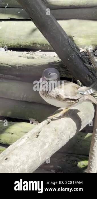 Mandarin duck couple resting on wooden beam inside an enclosure ...