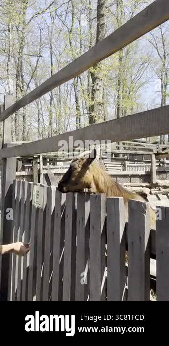 A goat peering over a wooden fence in a farm setting, surrounded by ...
