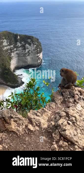 Wild monkey sitting on rocky cliff with stunning view of Kelingking ...