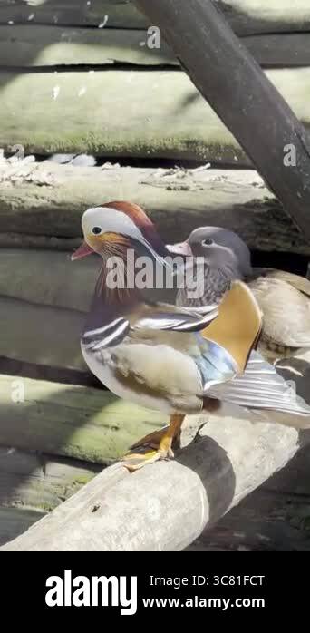 Mandarin duck couple resting on wooden beam inside an enclosure ...