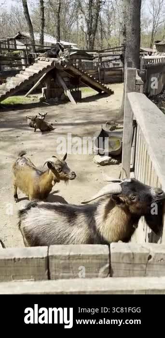Two goats with prominent horns are leaning against a wooden fence in a ...