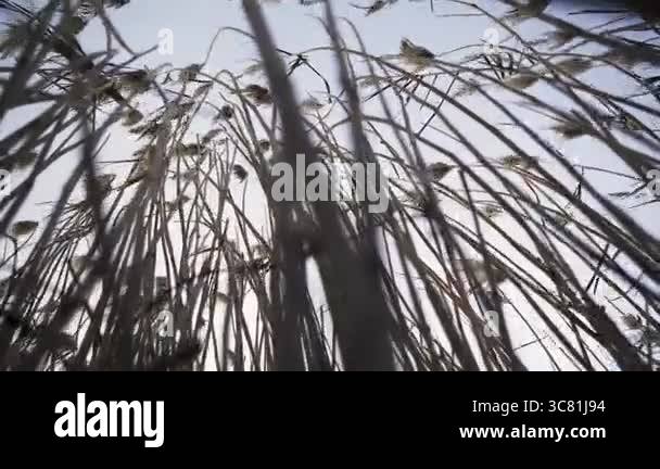 Tall, dry reeds fill the frame, their feathery tops reaching towards a ...
