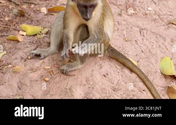 Little monkey sitting and eating nuts, West Africa Stock Video Footage ...
