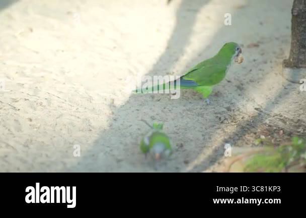 Green parrots gather food from the ground. Wildlife and nature ...