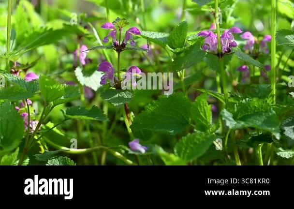 video of nettle flowers in spring in the meadow Stock Video Footage - Alamy