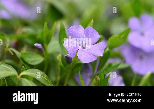 periwinkle blooming in spring in the forest Stock Video Footage - Alamy