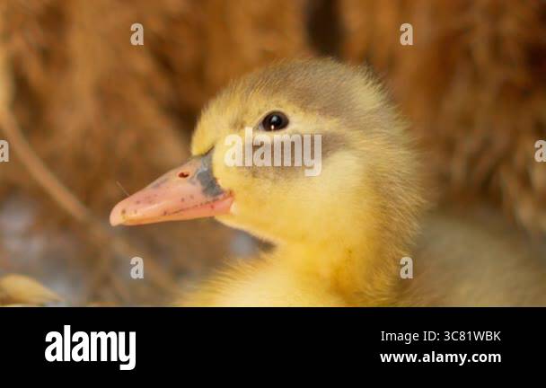A cute duckling resting in its natural environment, showcasing soft ...