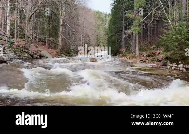 A bubbling stream winds through a serene forest, showcasing the ...