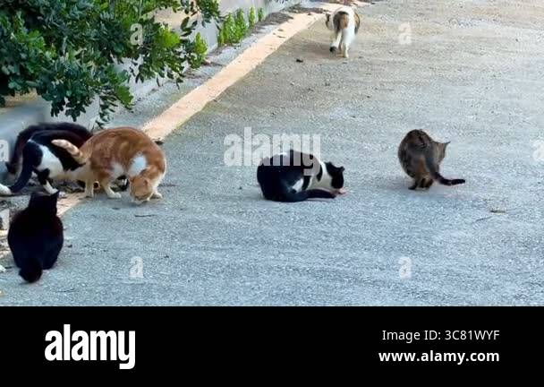 A group of various cats can be seen gathering on the street, happily ...