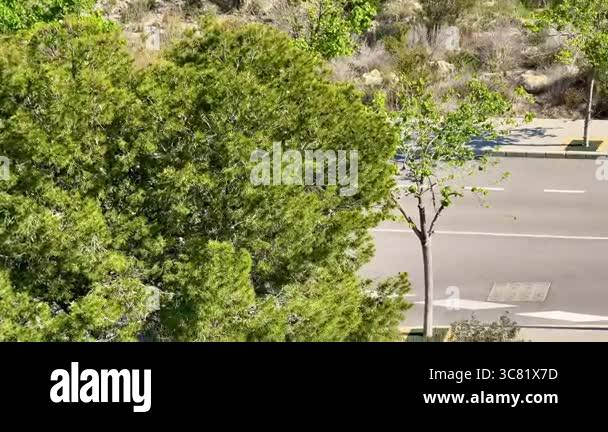 A calm city street is lined with vibrant trees and greenery, showcasing ...