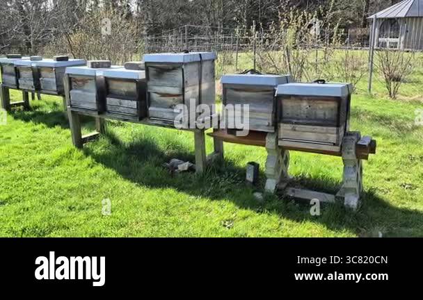 Close up of flying bees. Wooden beehive and bees. . High quality photo ...