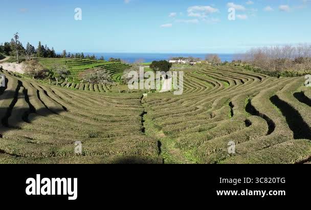 a green lush tea plantation, tea leaves grown for the drink of tea at ...