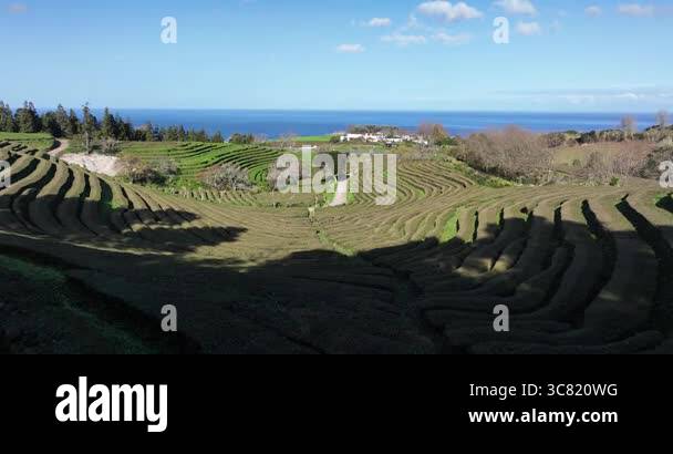 a green lush tea plantation, tea leaves grown for the drink of tea at ...