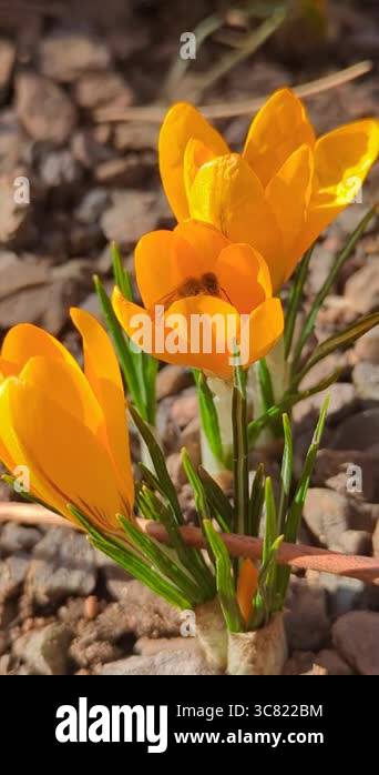 Beautiful blossoming buds of lush spring Crocus flavus flowers close-up ...
