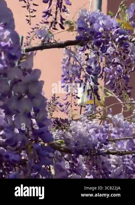 Wisteria blooming in spring. Nature and flowers. Purple background for ...