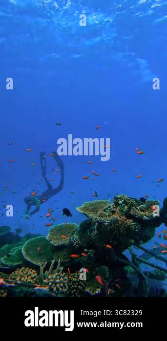 Freediver exploring the Vaavu Shipwreck underwater near Keyodhoo Island ...