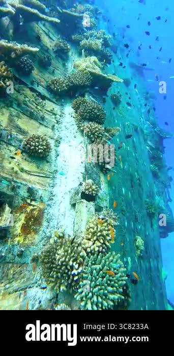 Vaavu Shipwreck underwater near Keyodhoo Island, Maldives, surrounded ...