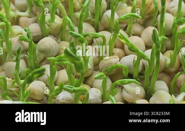 Microgreens. Growing Peas at Home. Three-Week Pea Sprouts. Step-by-Step ...