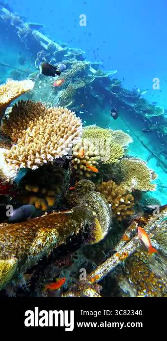 Underwater scene showcasing the Vaavu Shipwreck near Keyodhoo Island ...