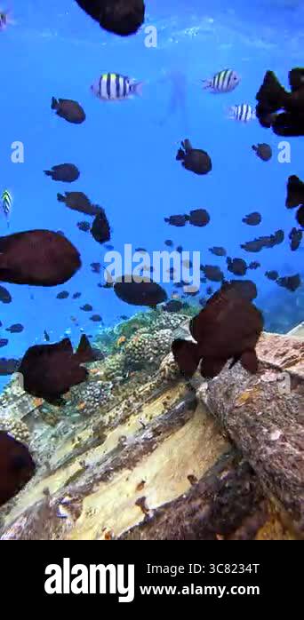 Freediver exploring the Vaavu Shipwreck underwater near Keyodhoo Island ...