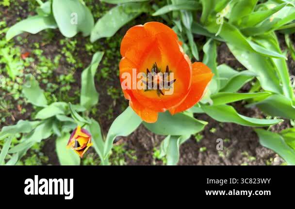 Vibrant Orange Tulip in Full Bloom with Detailed Stamen View.Spring ...