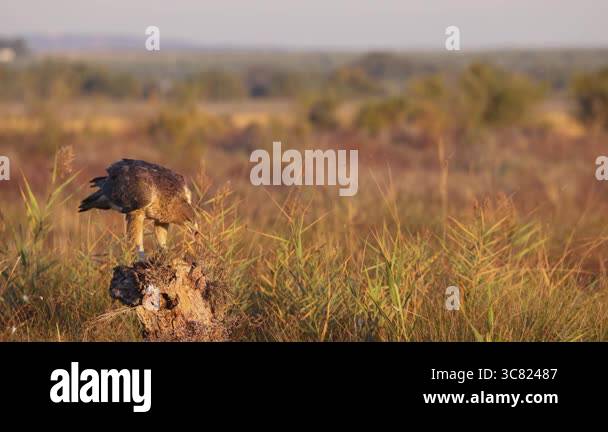 A Common Raven feeding on a tree stump in a sunlit open field ...