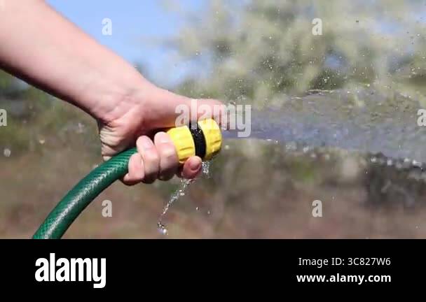 Watering plants. Woman's hand holding a hose with water. Strong flow of ...