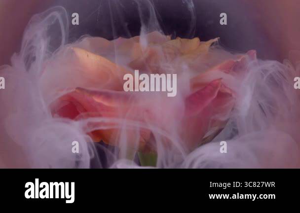Haze flow. Petal smoke. White pink peach wave paint drop smog covering ...