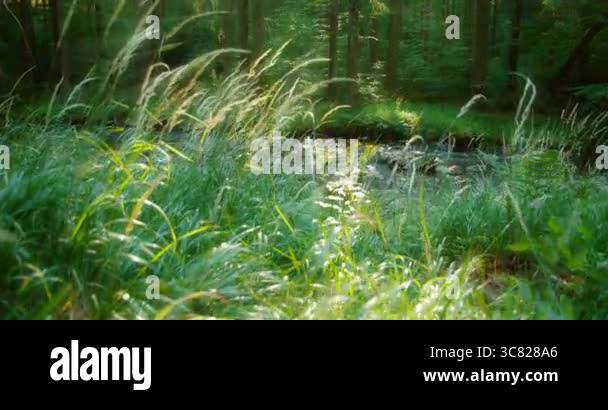 Stream overhanging trees green grass Stock Videos & Footage - HD and 4K ...