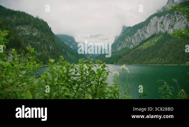 Mountain lake surrounded by lush greenery in Gosau Austria, with plants ...