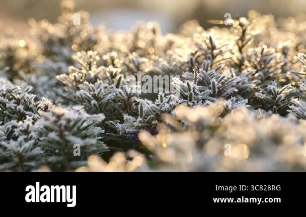 Frosty morning nature.Frost weather.Fir branches covered with frost in ...