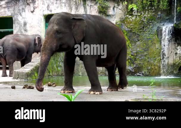 Slow Motion Pose of Elephants in Action at Elephant Sanctuary Stock ...