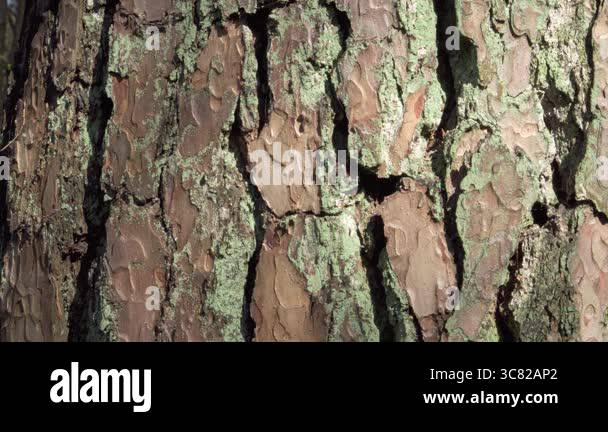 The scene captures the rough texture of an old pine trees bark in close ...