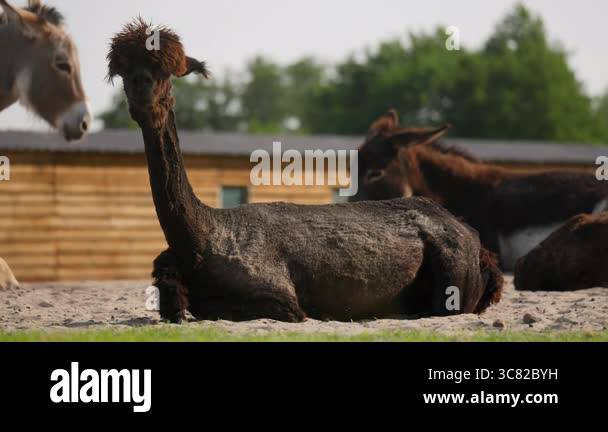 A dark shorn alpaca with a funny fringe lies on sand near other animals ...