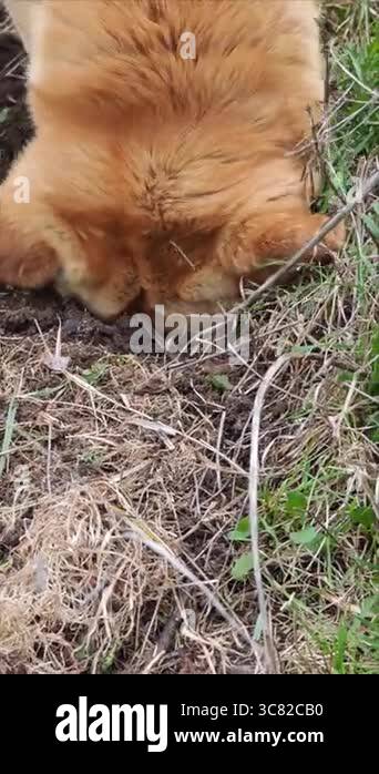 Light brown labrador dog digging a hole in the ground Stock Video ...