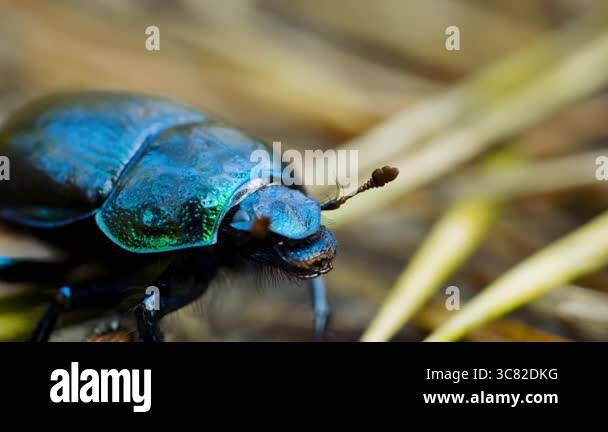 Close-up shot of a vibrant blue beetle on a forest floor, showcasing ...
