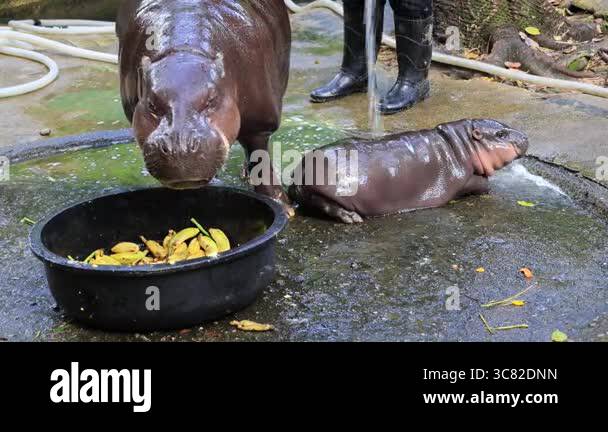 Footage of a 3 months old adorable baby Pygmy Hippo being showered by ...