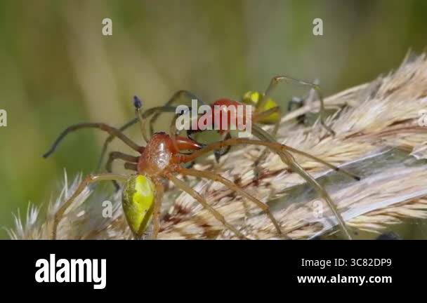 Close-up shot of two red spiders mating on a blade of grass in a field ...