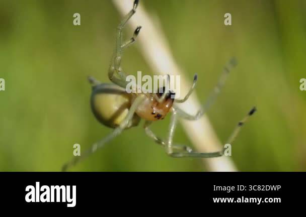 Close-up macro photograph of a small green spider clinging to a grass ...