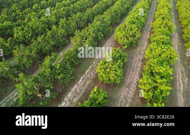 Mango orchard blossoming during the fruit season Stock Video Footage ...