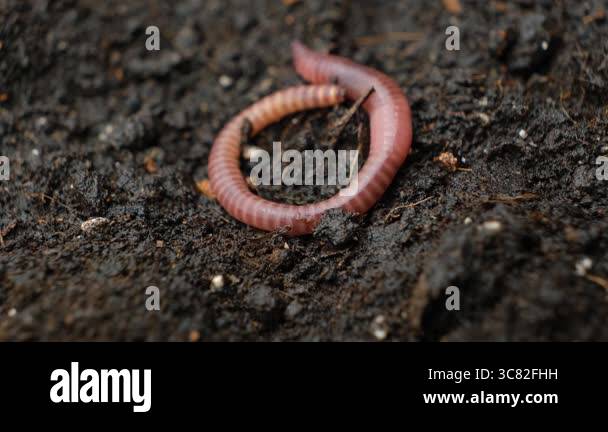 Big beautiful earthworm in the black soil, close-up Stock Video Footage ...